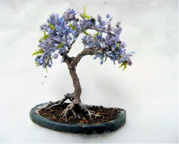 Jacaranda mimosifolia BONSAI seeds F 403 | eBay