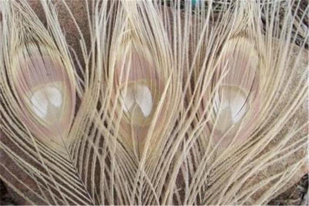 10 Creamy Tan Bleached Peacock Feathers ~ Full Eye 12 Ebay