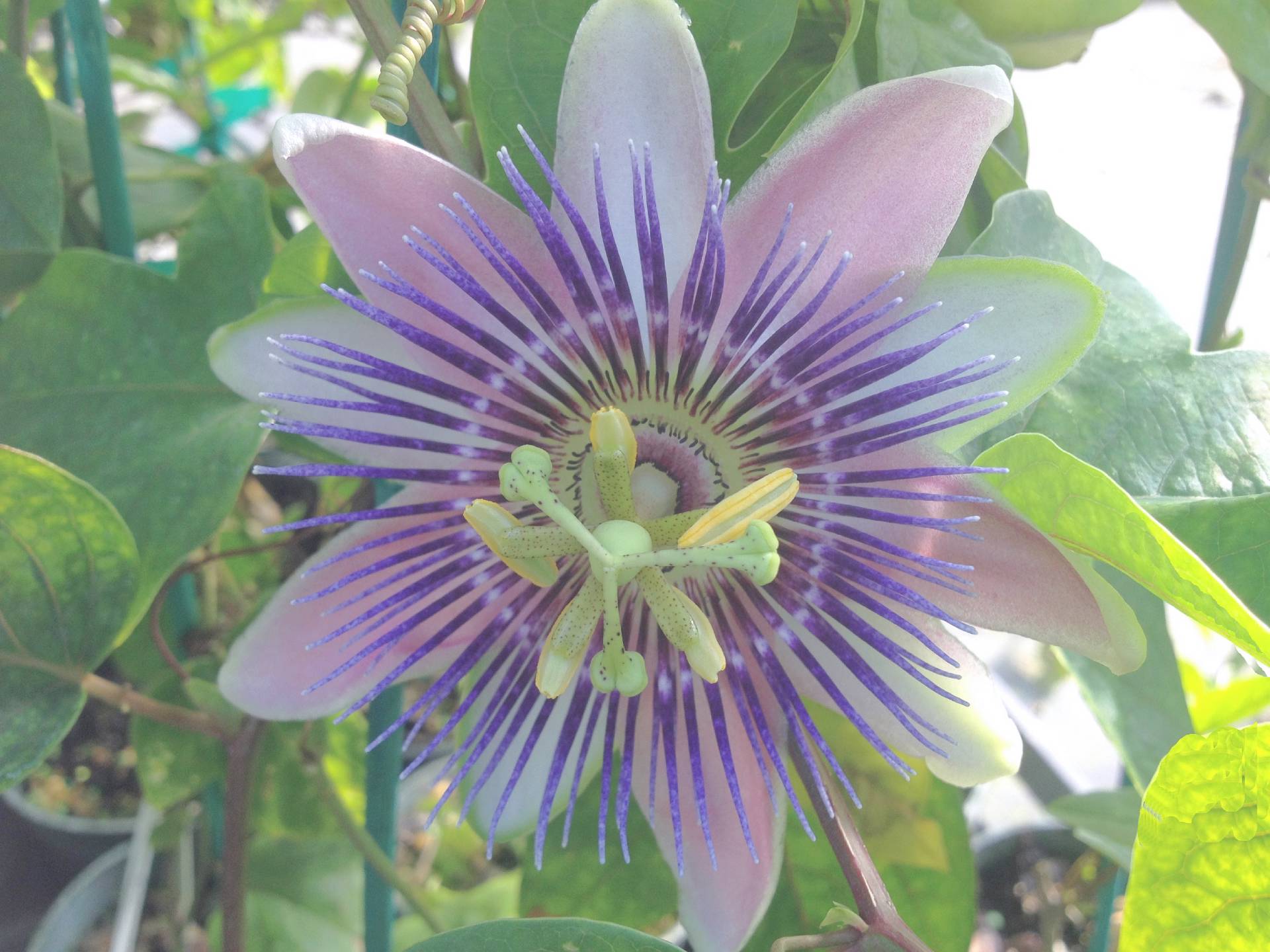 Passion Flower Vine Plant Passiflora X Alato Caerulea Blue 4 Inch Pot Ebay