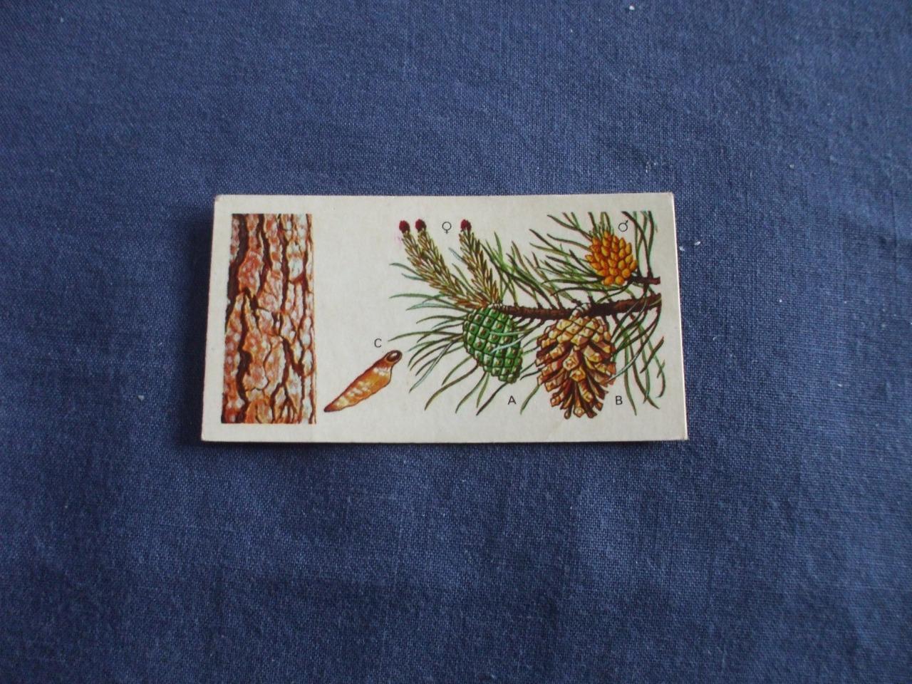 BROOKE BOND TEA CARDS:TREES IN BRITAIN 1966:BLUE BACK:BUY INDIVIDUALLY ...