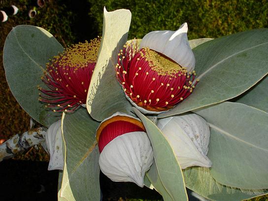 Eucalyptus macrocarpa - Alchetron, The Free Social Encyclopedia