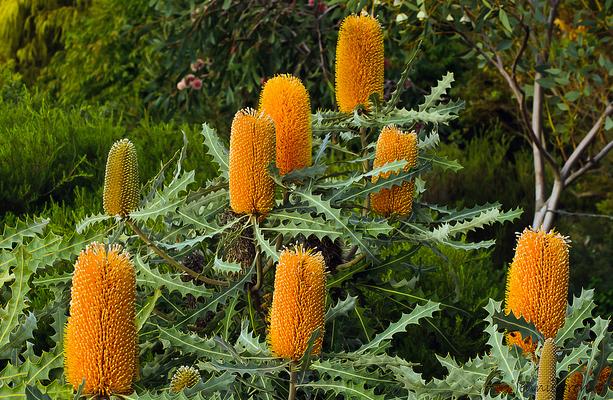 Banksia ashbyi - Alchetron, The Free Social Encyclopedia