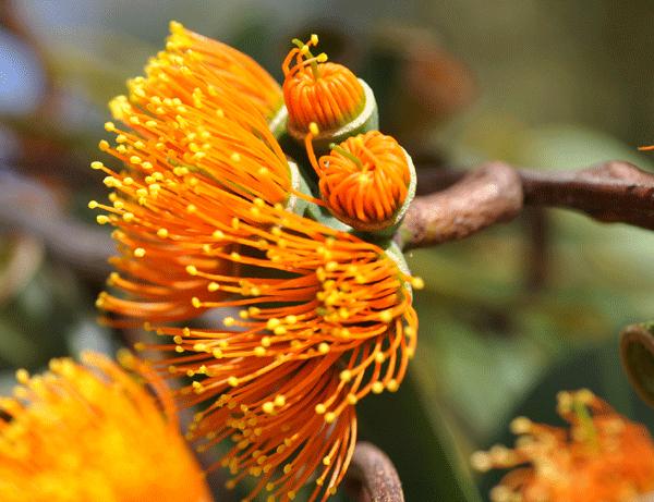 Darwin Woollybutt (Eucalyptus miniata) - 30 Seeds | eBay