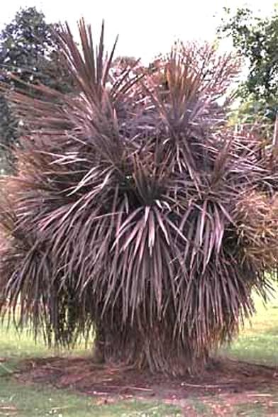 Purple Cabbage Tree (Cordyline australis purpurea) 30 Seeds | eBay