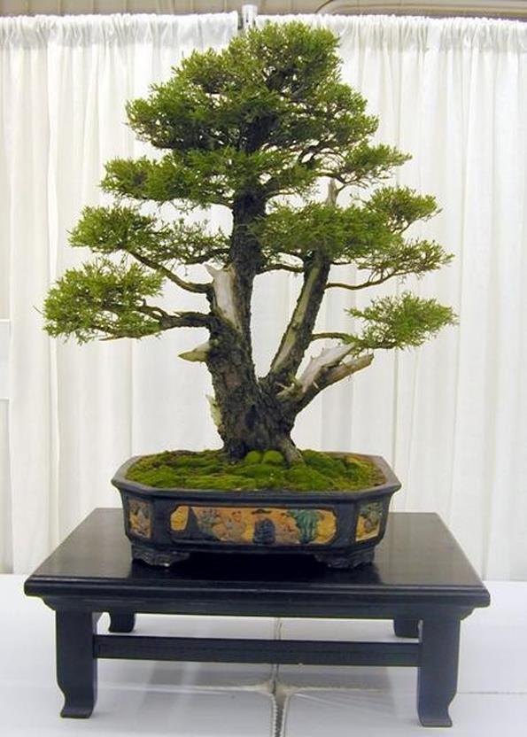 Monterey Cypress (Cupressus macrocarpa) - 30 Seeds Bonsai or Feature | eBay
