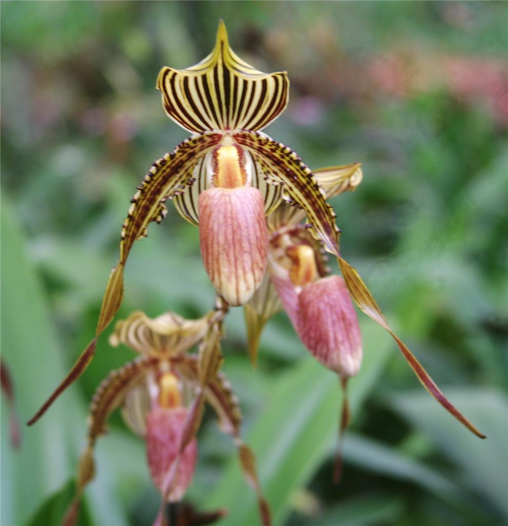 Paph. Susan Booth | Slippertalk Orchid Forum