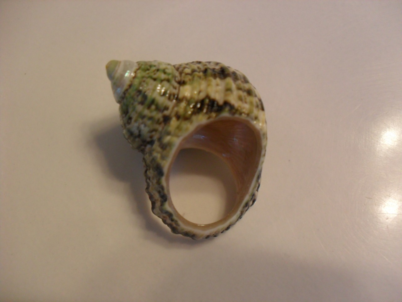 Conch Fashion Spiral Seashell Shell RING...More Sizes & Styles
