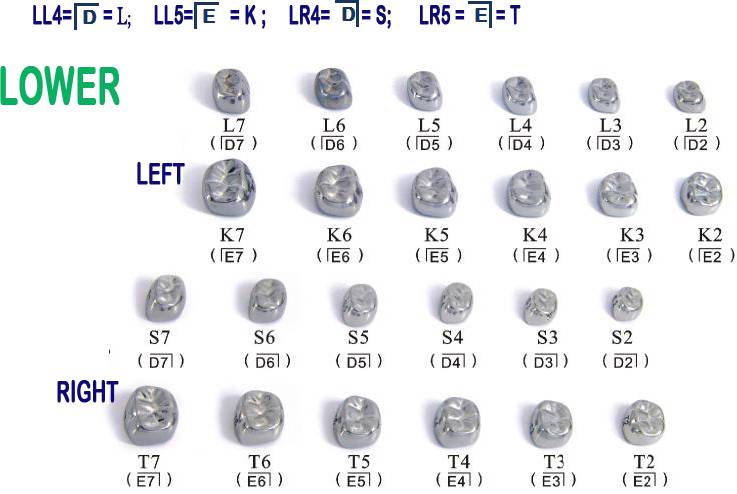 5PCS Stainless Steel Primary Molar Kids Crown 3M Compatible any size ...