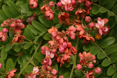 CASSIA MARGINATA Red Shower Tree SEED NN12 | eBay