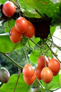Tamarillo Tree….. Cyphomandra betacea | Auntie Dogma's Garden Spot