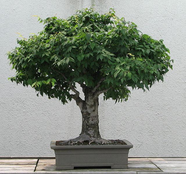 Zelkova Serrata Japanese Elm Tree Bonsai Seeds ES 61 | eBay