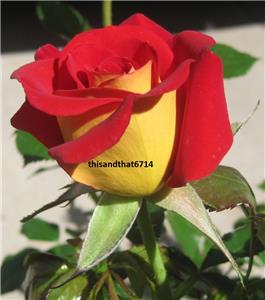 ketchup and mustard rose shrub