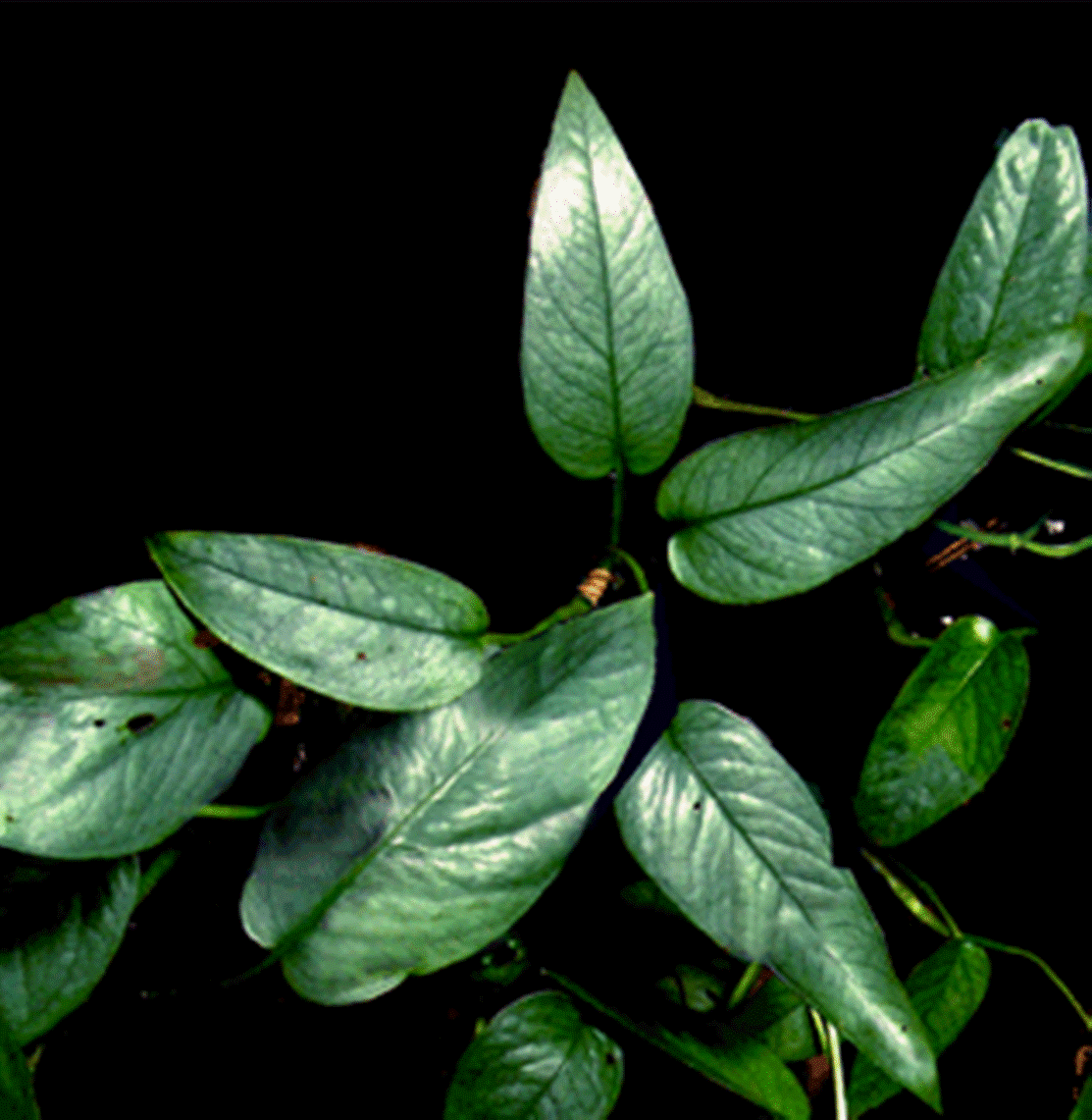 Epipremnum pinnatum "Cebu Blue" Philodendron Aroid | eBay