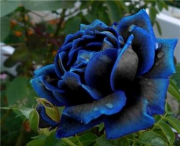 HEIRLOOM MIDNIGHT Rose 10 seeds *UNIQUE*EXOTIC*RARE* Au Seller | eBay