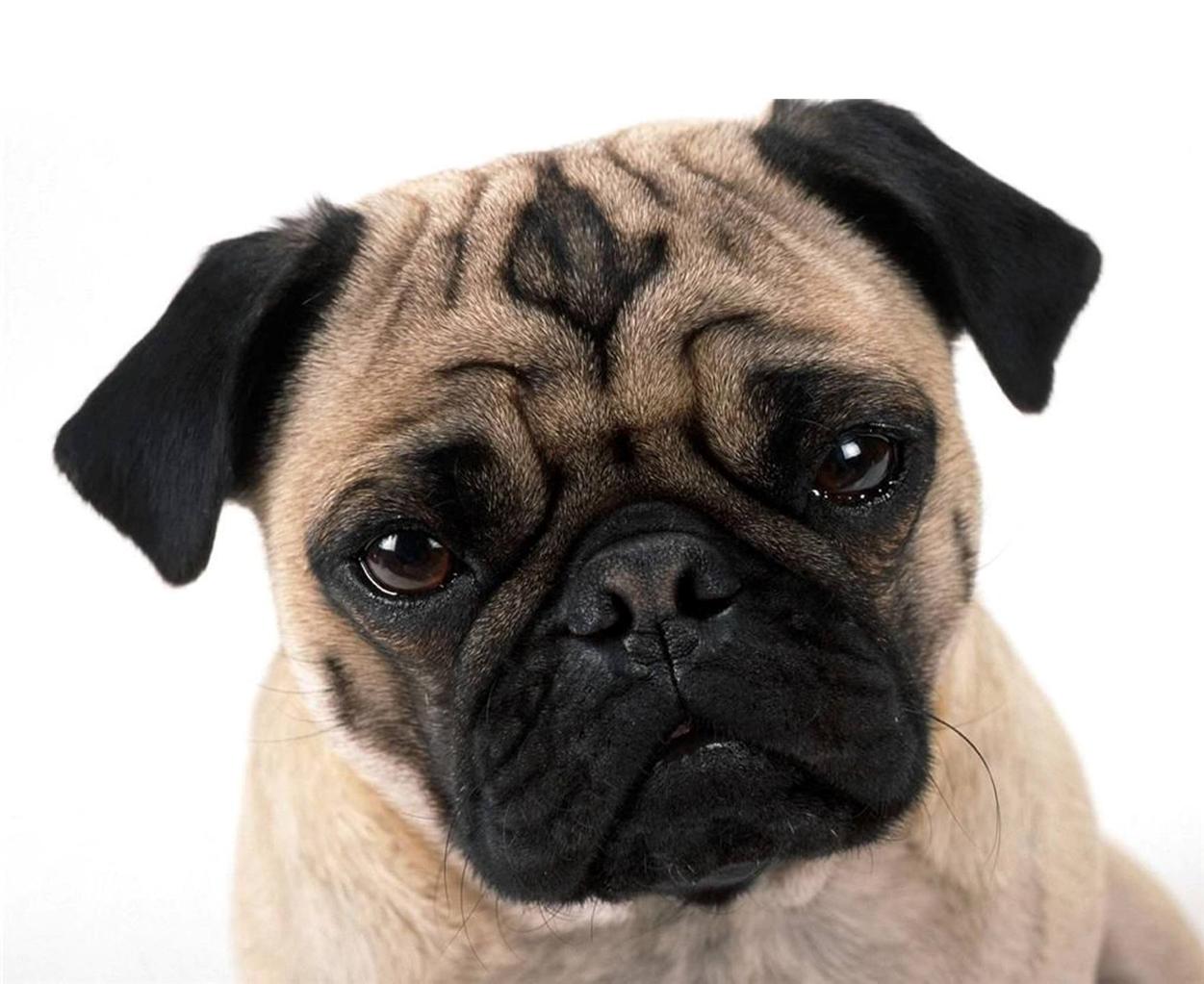 PUG DOG FACE - CLOSE UP - CUTE - GREAT HIGH QUALITY PICTURE ON A ...