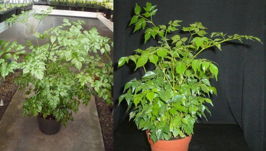 China Doll/Asian Bell Tree (Radermachera sinica) 30 Seeds | eBay