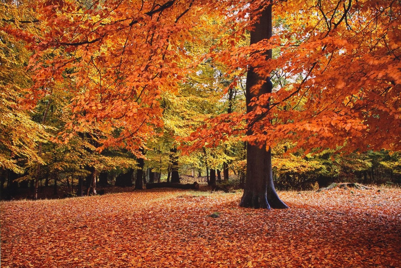 Canvas Poster Art Picture Photo Giclee Print Forest Autumn Tree Line ...