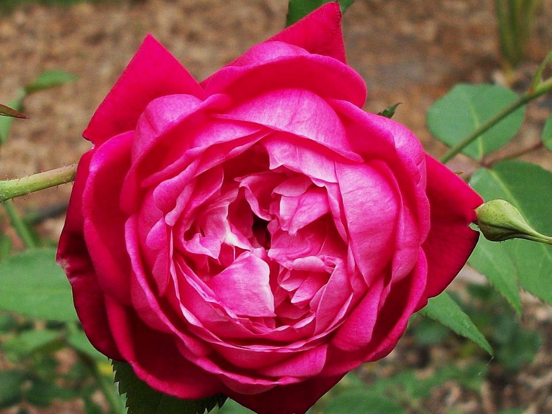 Heirloom Rose Bush Plant Choose One 1 From 6 Types Pink Yellow White 4 ...