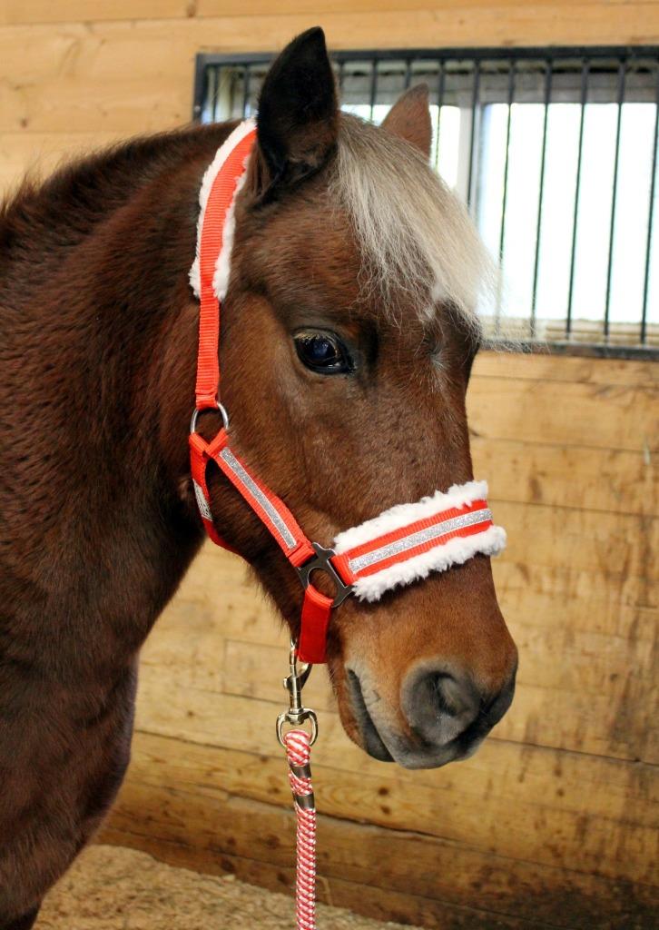Festive Horse Christmas collection Dress horse F/Holidays Sheet Cap ...