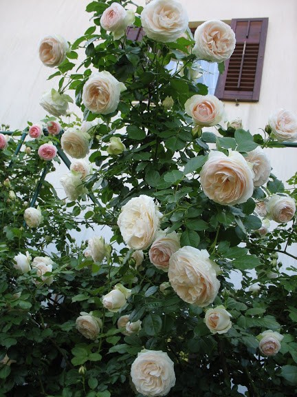 White Eden Climber Rose 'Meiviowit' OWN ROOT PLANT | eBay