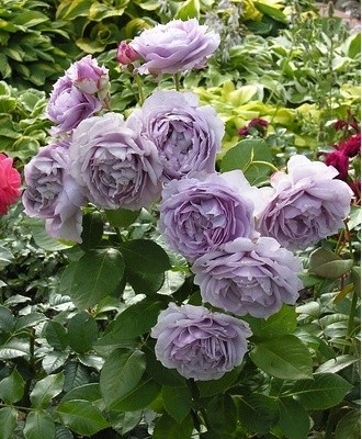 "Poseidon" Floribunda Rose. Known in Europe as Novalis (KORfriehar) | eBay
