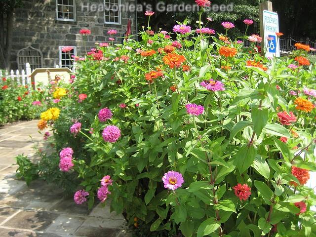 ZINNIA GIANT CACTUS FLOWER COLOR MIX Annual SEEDS