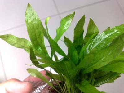 Any one grow Mini Windelov Java Fern? | The Planted Tank Forum