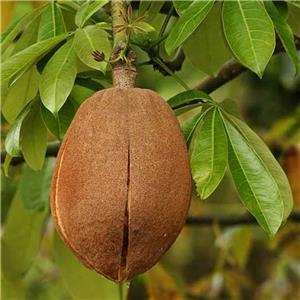 Guiana Chestnut