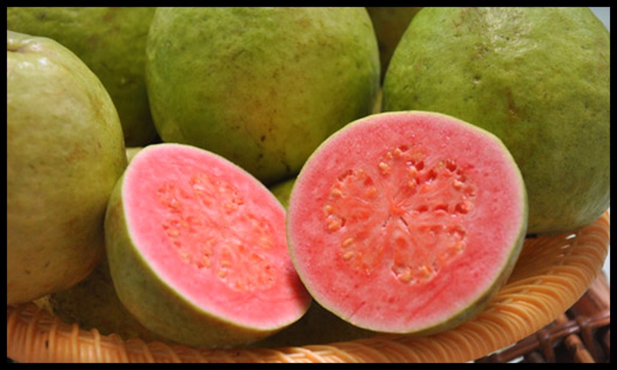 HAWAIIAN GUAVA~~RED FLESH~~LGE TASTY FRUIT~~BONSAI~~FAST GROWER~1 PLANT ...